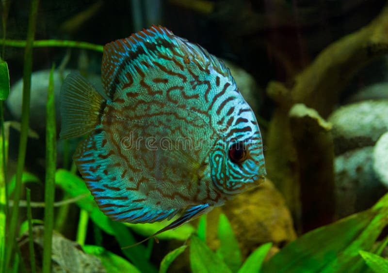 Blue Turquoise Discus Fish stock photo. Image of blue - 10990006