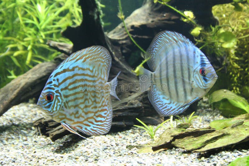 Blue Turquoise Discus Fish stock image. Image of plant - 5619321