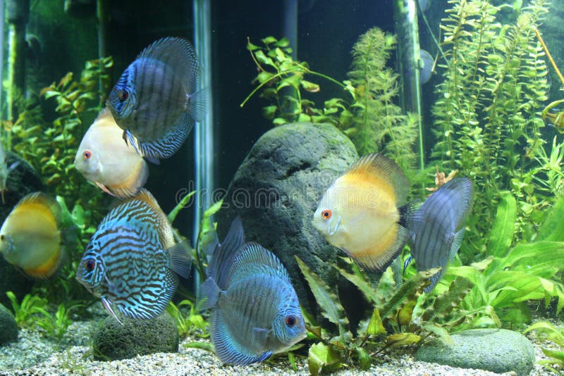 Blue Turquoise Discus Fish stock image. Image of plant - 5619321