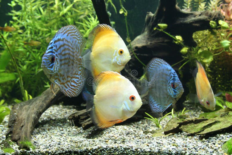 Blue Turquoise Discus Fish stock image. Image of plant - 5619321