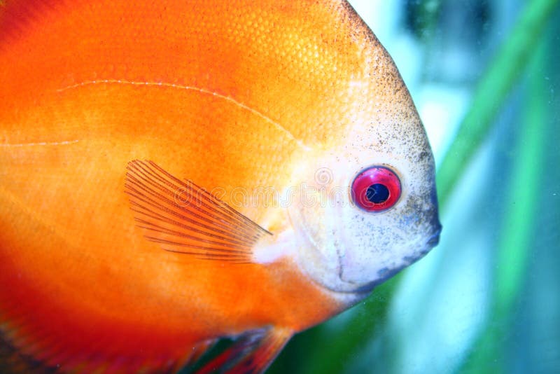 Discus fish stock image. Image of water, discus, hobby - 2697101