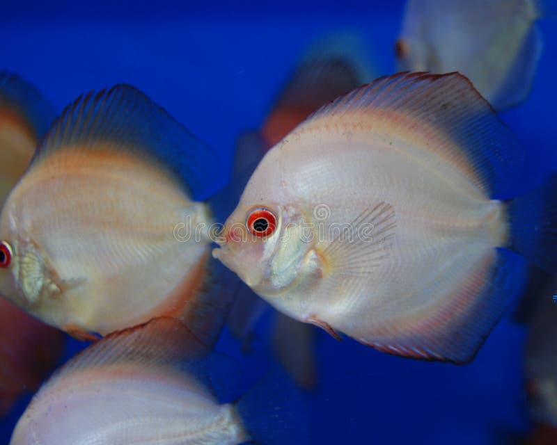 Discus fish stock image. Image of blue, orange, bright - 2698193