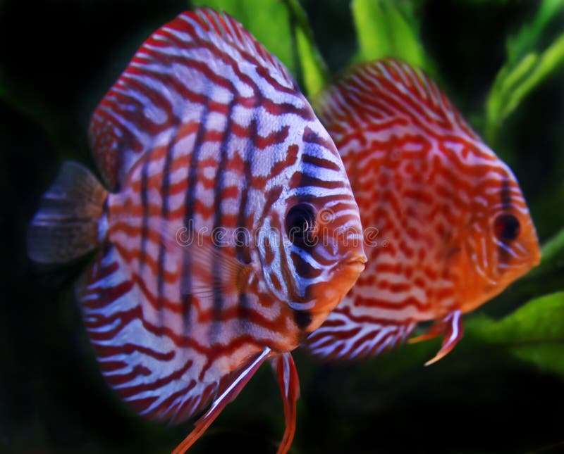 Discus fish stock photo. Image of discus, gills, swim - 2866088
