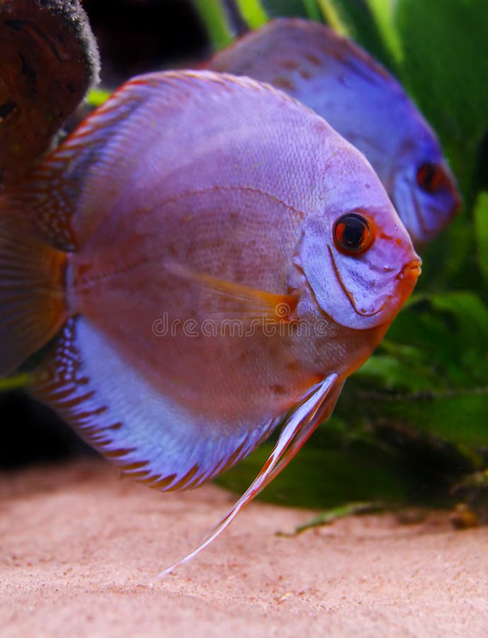 Discus fish stock image. Image of fishtank, fish, tank - 490487