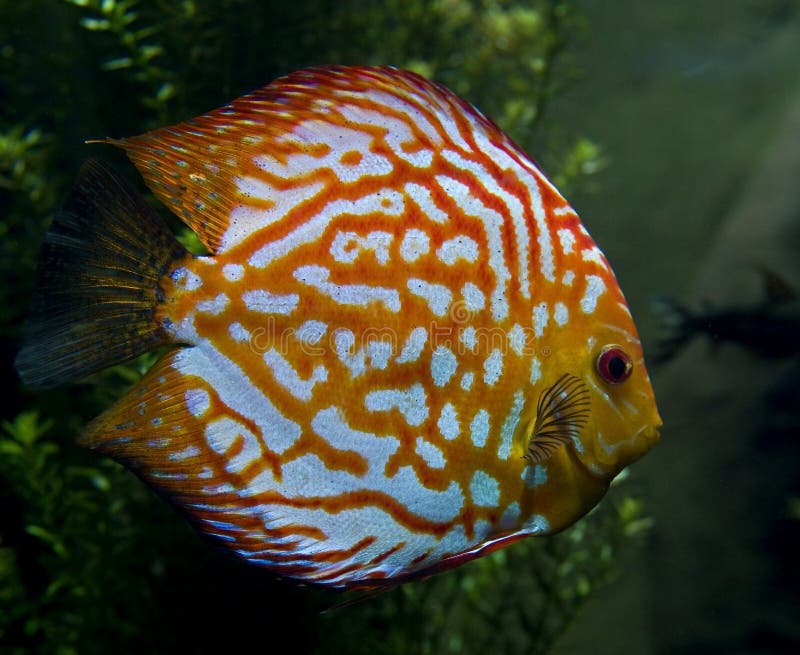 Discus fish 3 stock image. Image of portrait, plankton - 25753999
