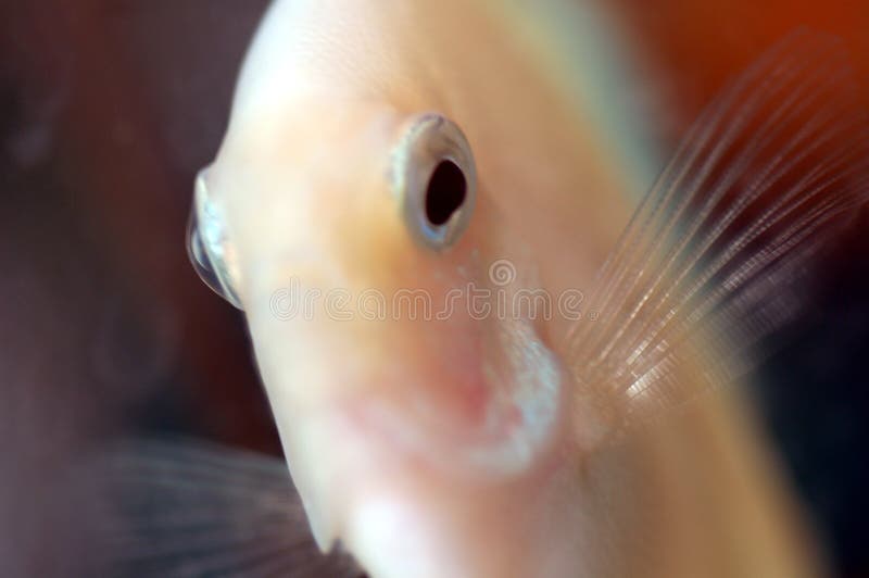 Discus fish 3 stock image. Image of fish, animal, aquarium - 966559