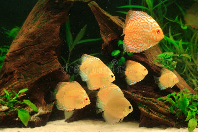 Discus fish stock image. Image of diskus, aequifasciatus - 3226081