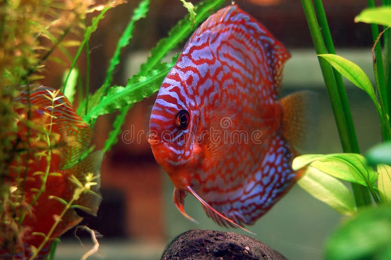 Discus fish stock image. Image of fishtank, fish, tank - 490487