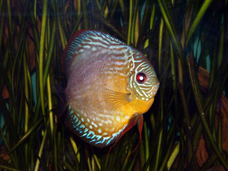 Discus fish stock image. Image of aqurium, fish, wildlife - 6161903