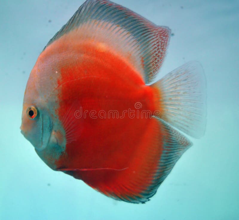 Discus aquarium fish stock image. Image of aquaristic - 32653409