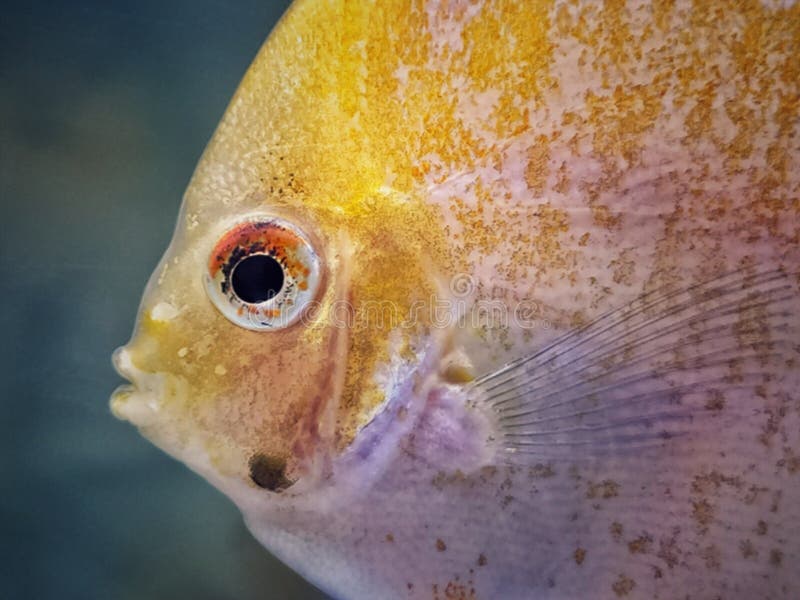 The Discus Fish, Animal, Pets, Amazon, Eye, Stock Photo - Image of ...