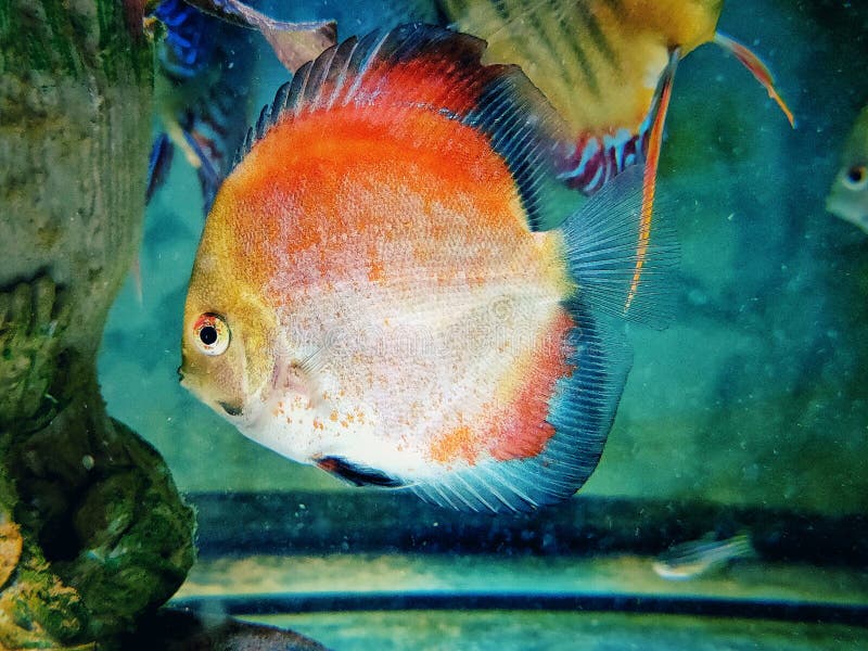 The Discus Fish, Animal, Pets, Amazon, Eye, Stock Photo - Image of ...