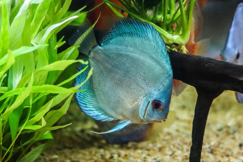 Discus fish stock image. Image of animal, brown, blood - 156062625