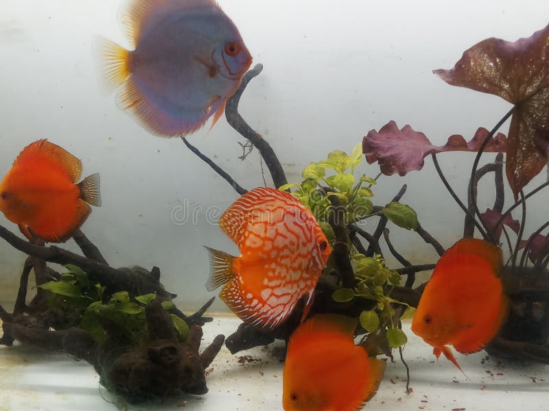 Discus Fish in Aquarium Beautiful Background and Wallpaper Stock Image ...