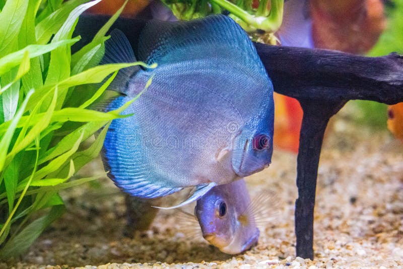 Discus fish stock photo. Image of decoration, fresh - 159033900