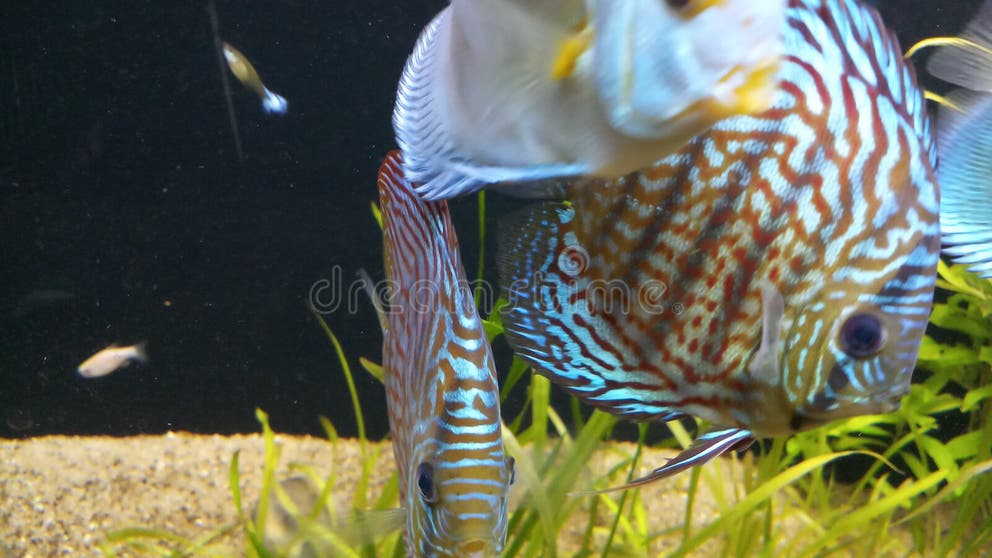 Discus fish in aquarium stock photo. Image of bunch - 175799570