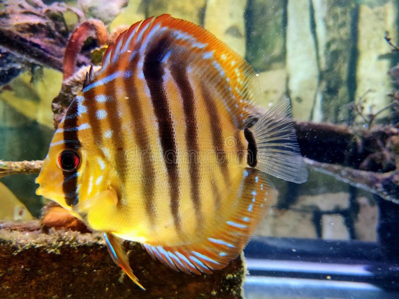 The Discus Fish in the Aquarium Tank. Amazon Stock Image - Image of ...