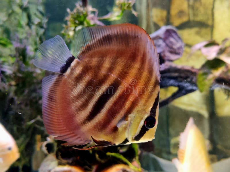 The Discus Fish in the Aquarium Tank. Amazon Stock Photo - Image of ...