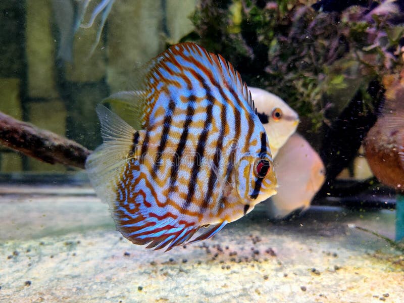 The Discus Fish in the Aquarium Tank. Amazon Stock Photo - Image of ...