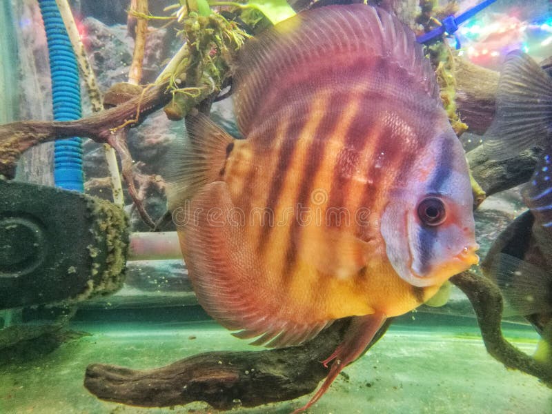 The Discus Fish in the Aquarium Tank. Stock Image - Image of tank ...