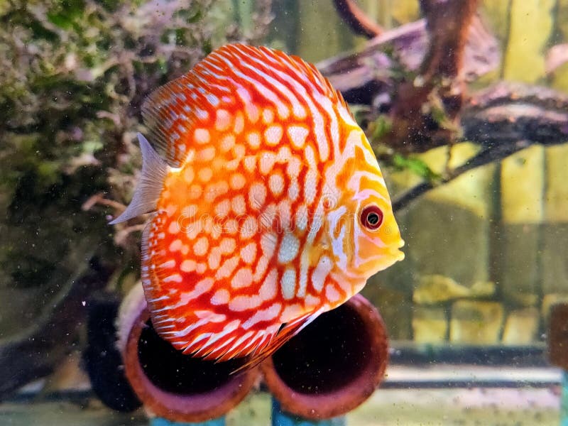 The Discus Fish in the Aquarium Tank, and Fresh Water. Stock Photo ...