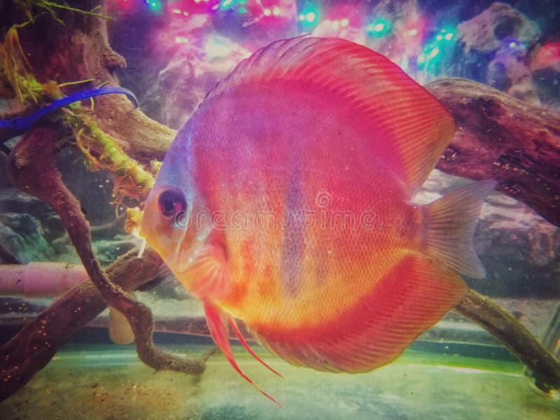 The Discus Fish in the Aquarium Tank, and Fresh Water. Stock Image ...