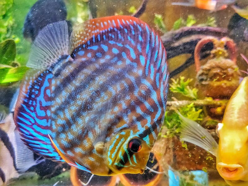 The Discus Fish in the Aquarium Tank, Pets, Amazon, Animal Stock Image ...
