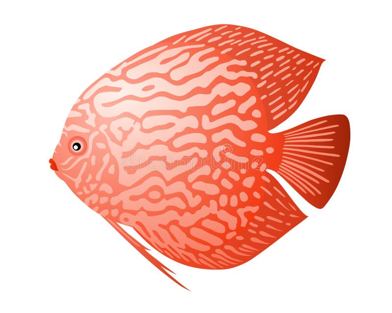 Discus Tropical Fish for Your Aquarium Stock Illustration ...