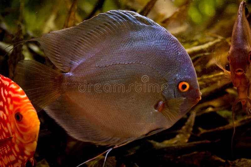 Discus Fish in Aquarium, Tropical Fish in Aquarium. Symphysodon Discus ...