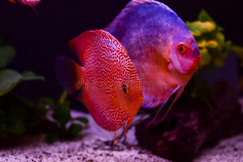Discus Fish in Aquarium, Tropical Fish in Aquarium. Symphysodon Discus ...