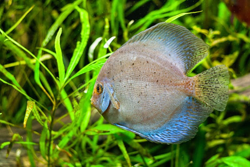 Discus Fish in Aquarium, Tropical Fish. Stock Image - Image of color ...
