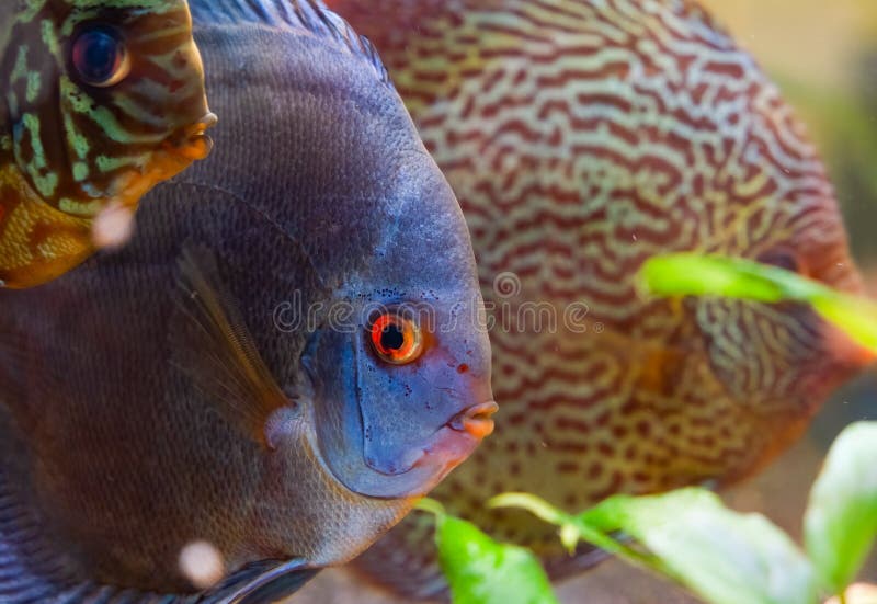 Discus Fish in Aquarium, Tropical Fish Stock Photo - Image of tropical ...