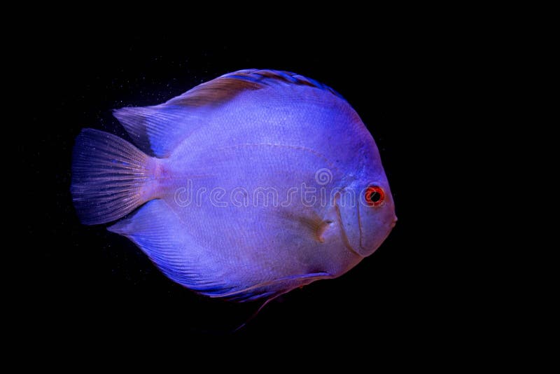 Discus Fish in Aquarium, Tropical Fish in Aquarium. Symphysodon Discus ...