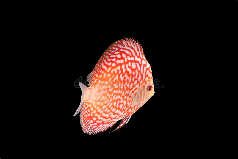 574 Discus Fish Black Background Stock Photos - Free & Royalty-Free ...