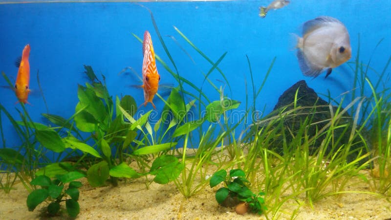 Discus Fish in Blue Background Stock Photo - Image of warm, life: 194398122