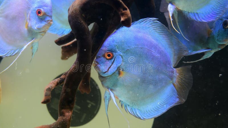 Discus Fish Blue Diamond in Aquarium Stock Video - Video of flish ...
