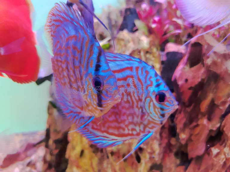 Discus Fish stock photo. Image of petal, fish, purple - 279196492