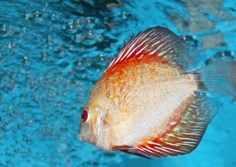 Discus stock image. Image of water, coral, african, beautiful - 32806933