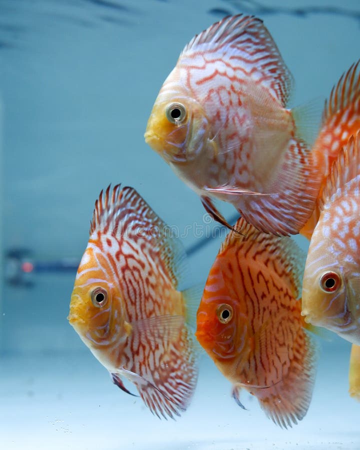 Discus Fish stock photo. Image of called, fish, beautiful - 226929840