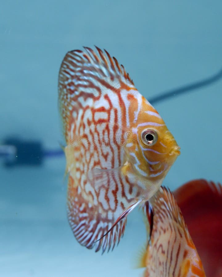 Discus Fish stock image. Image of aquarium, called, king - 226929851