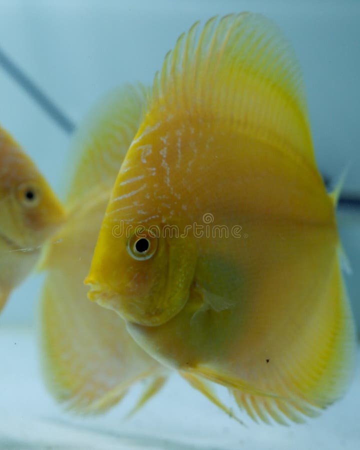 Discus Fish stock photo. Image of aquarium, king, beautiful - 226929938