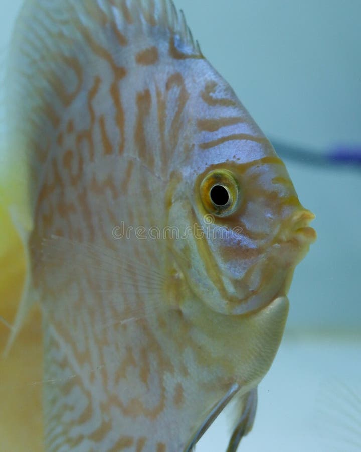 Discus Fish stock image. Image of aquarium, fish, called - 226929951