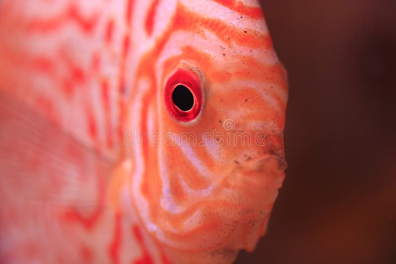 Discus fish closeup stock photo. Image of multicolored - 13933038