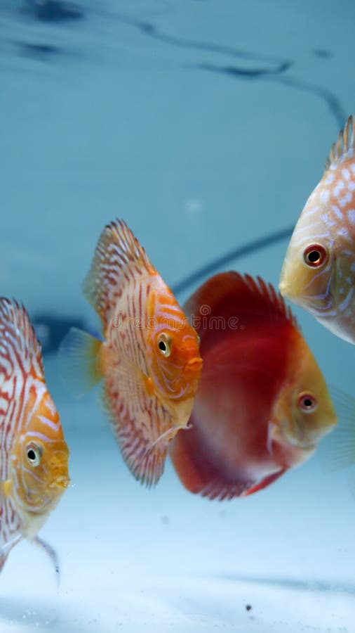 Discus Fish stock photo. Image of beautiful, fish, king - 226929866