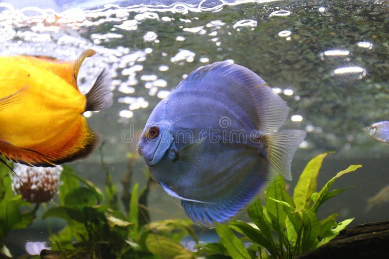 Discus Fish in a Freshwater Stock Image - Image of closeup, full: 168671755