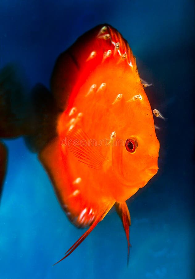 Discus fish with fry stock image. Image of animal, aquarium - 3830827
