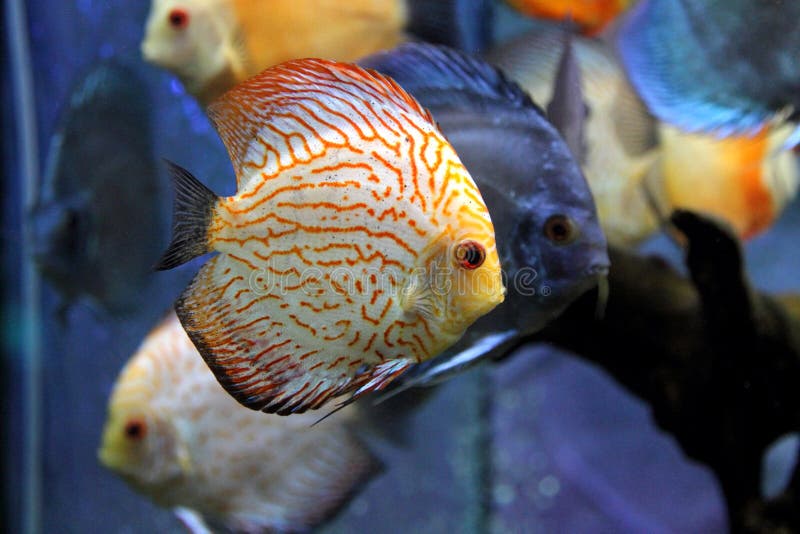 Discus fish stock photo. Image of amasom, aquarium, aqua - 59565916