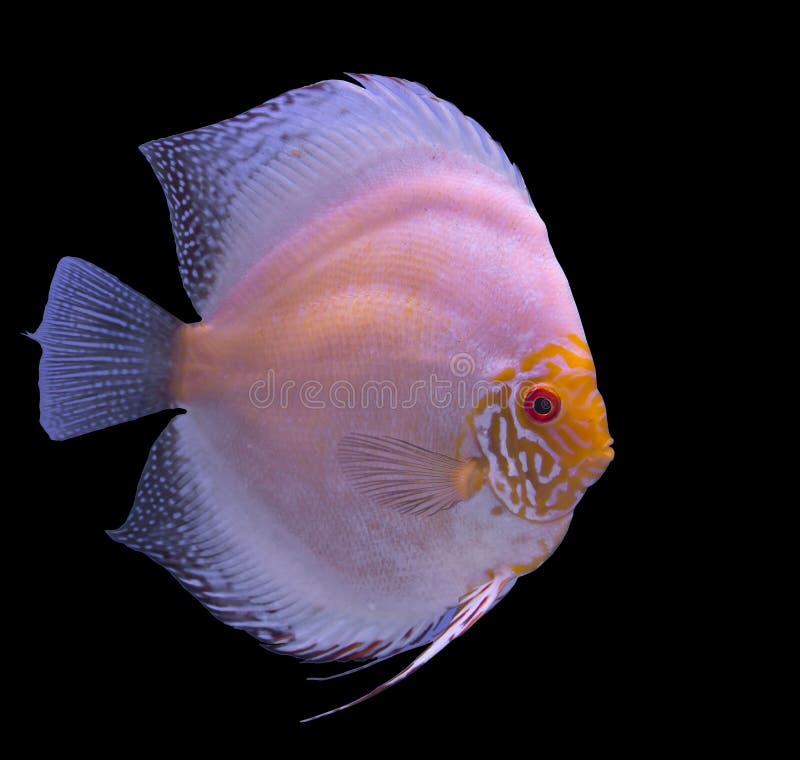 522 Discus Fish Black White Stock Photos - Free & Royalty-Free Stock ...