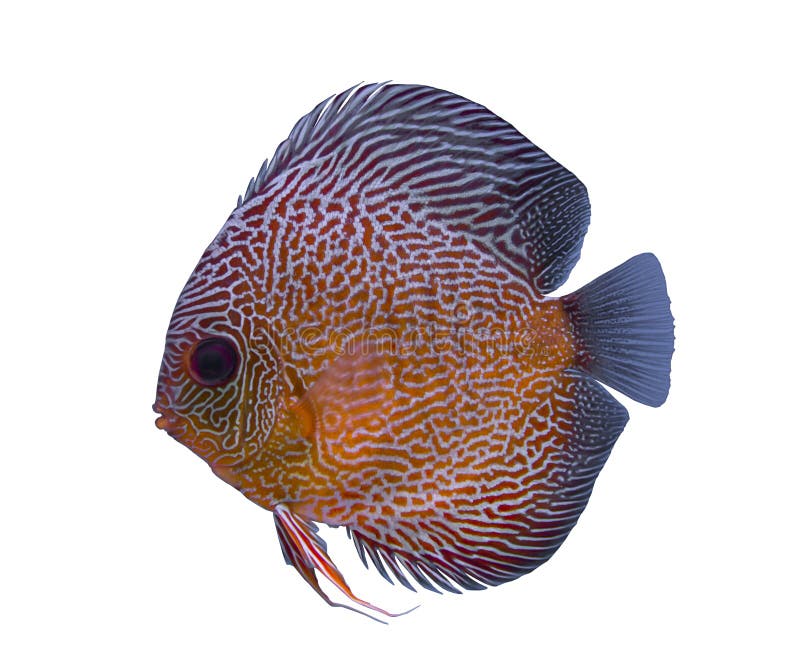 Discus Fish Isolated in a White Background Stock Image - Image of ...