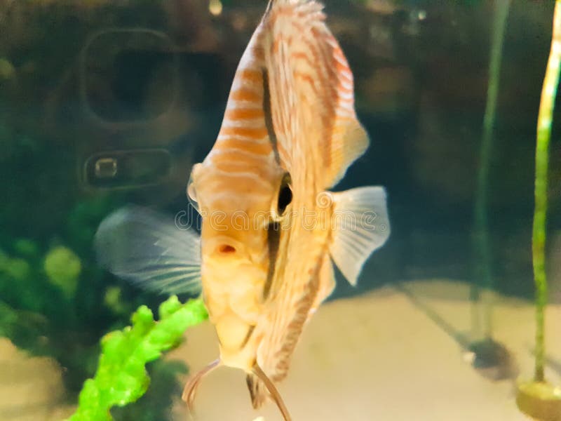 Discus Fish Looking at Camera Stock Photo - Image of camera, life ...